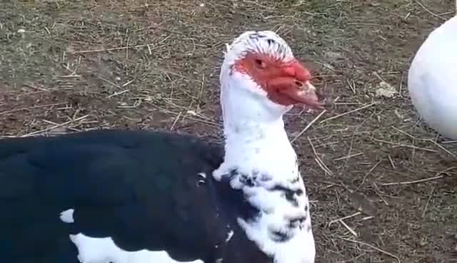 Everyone sing Yummy...More Muscovy Fun