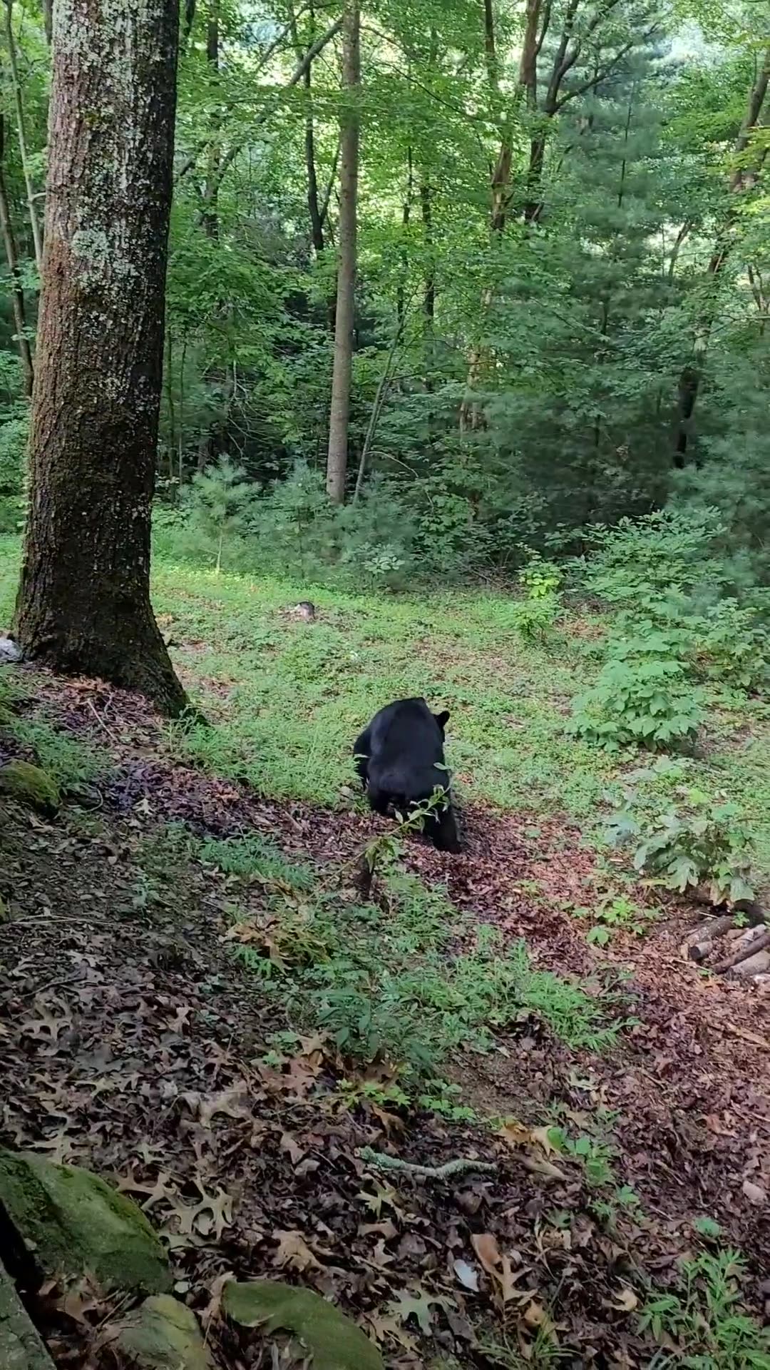Eugene the Bear Caught Snooping Around Cabin