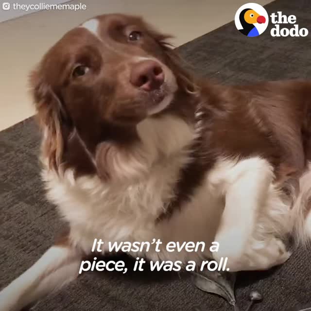 Guilty Dogs Caught Red-Handed