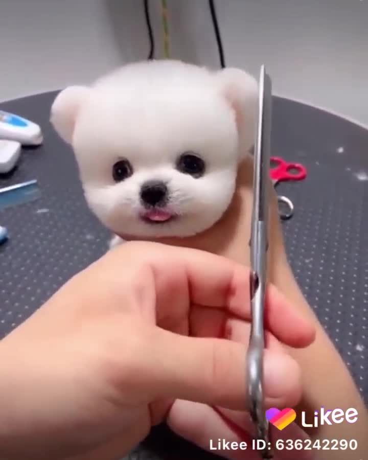 you thought it was a stuffed animal too