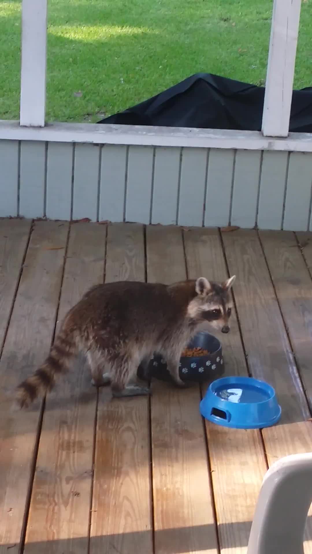 "Rocky Racoon" comes for a visit