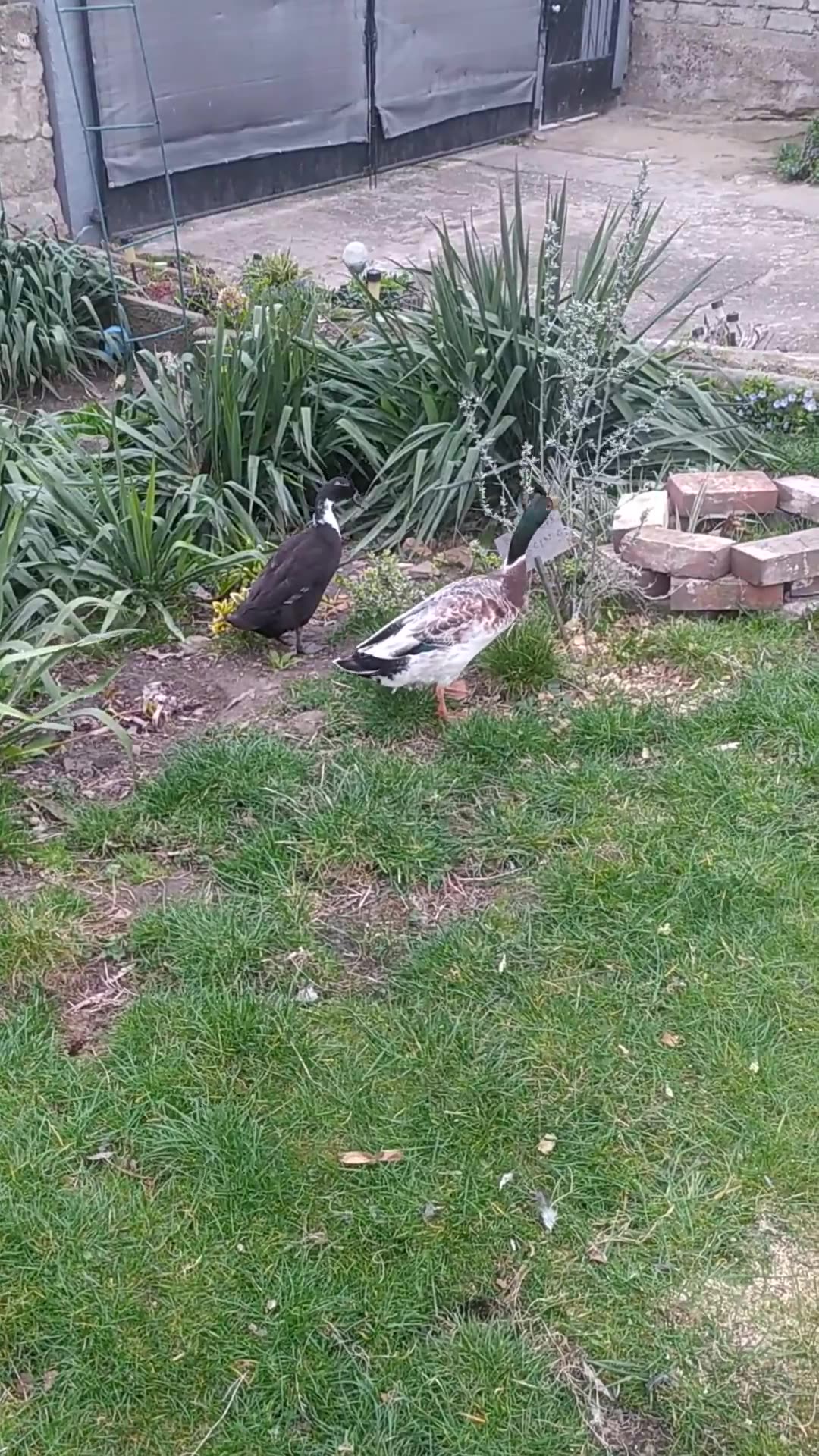 Zorro and Lucky Luke - father and son ;-)