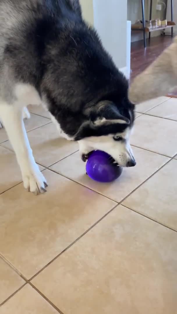 Water Balloon EXPLODES IN HUSKY'S FACE AGAIN! #shorts