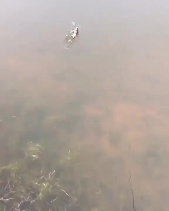 This is a beautiful and charming water-dwelling species