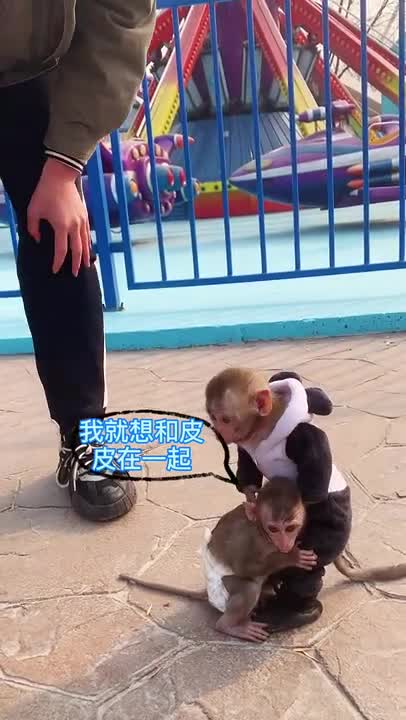 Two Little Monkey Brothers Very Funny