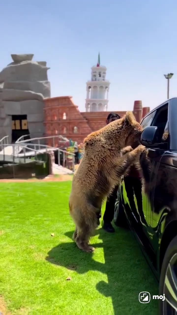Dubai 🇦🇪 King 👑 Sheikh Nawab With White Lion 🦁 White Tiger 🐅 #Dubai # ...