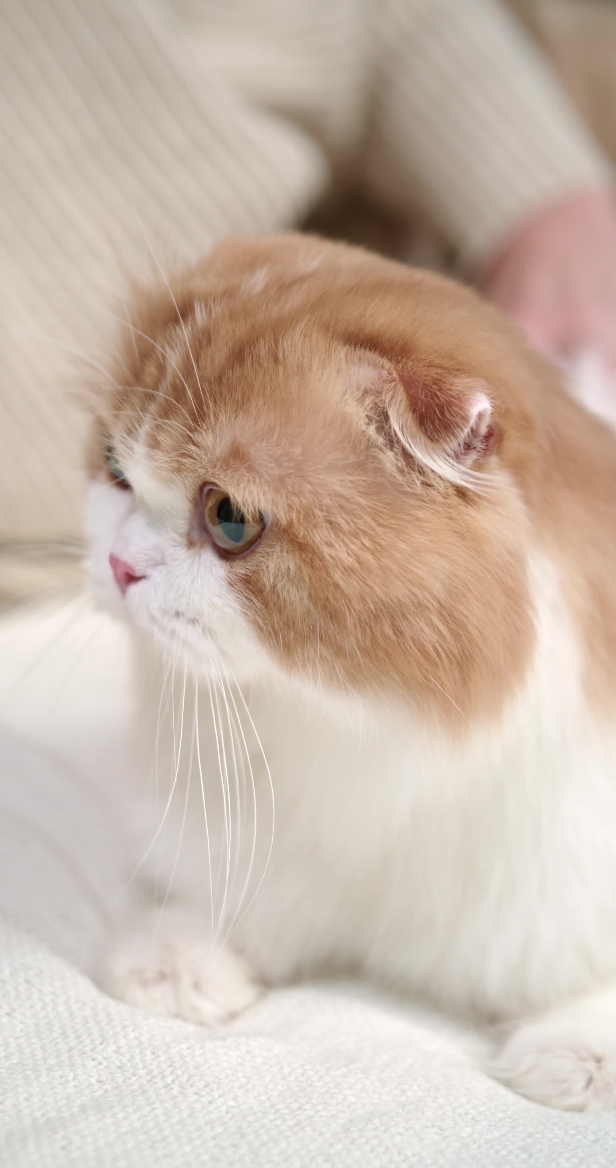 Cute cat