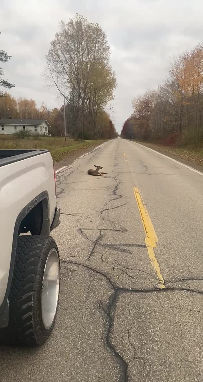 Clumsy Deer Knocks Herself Out