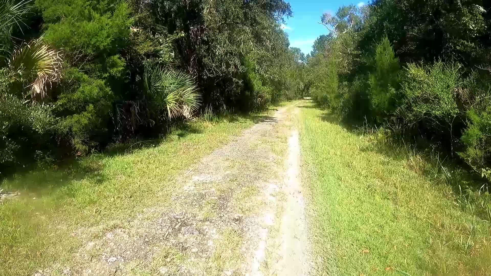 Hiking the Homosassa Florida Hog Pond Trail in Withlacoochee State Park ...