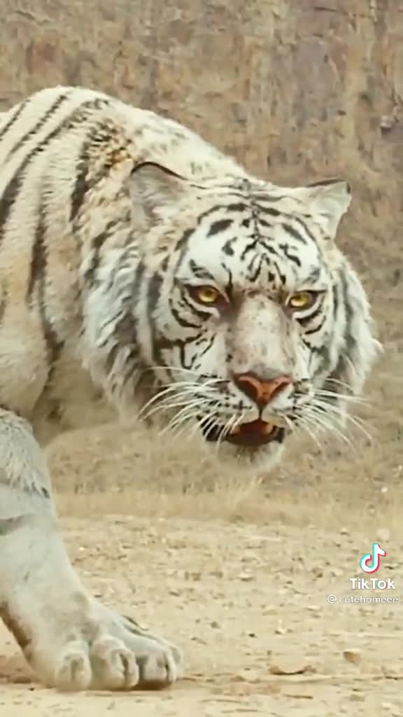 Animal shapes when they are small and when they gro