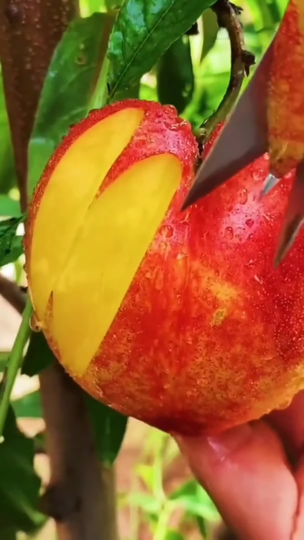 😍🍇🥭Farm Fresh Ninja Fruit Cutting (Desi Satisfying Fruit Ninja) 🍇🥭Fruit ...