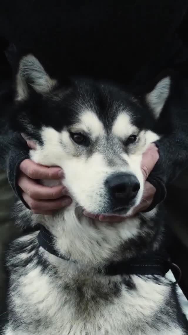 Wolf wolfoo wolf howling wolfieraps wolf in sheep's clothing wolf totem ...