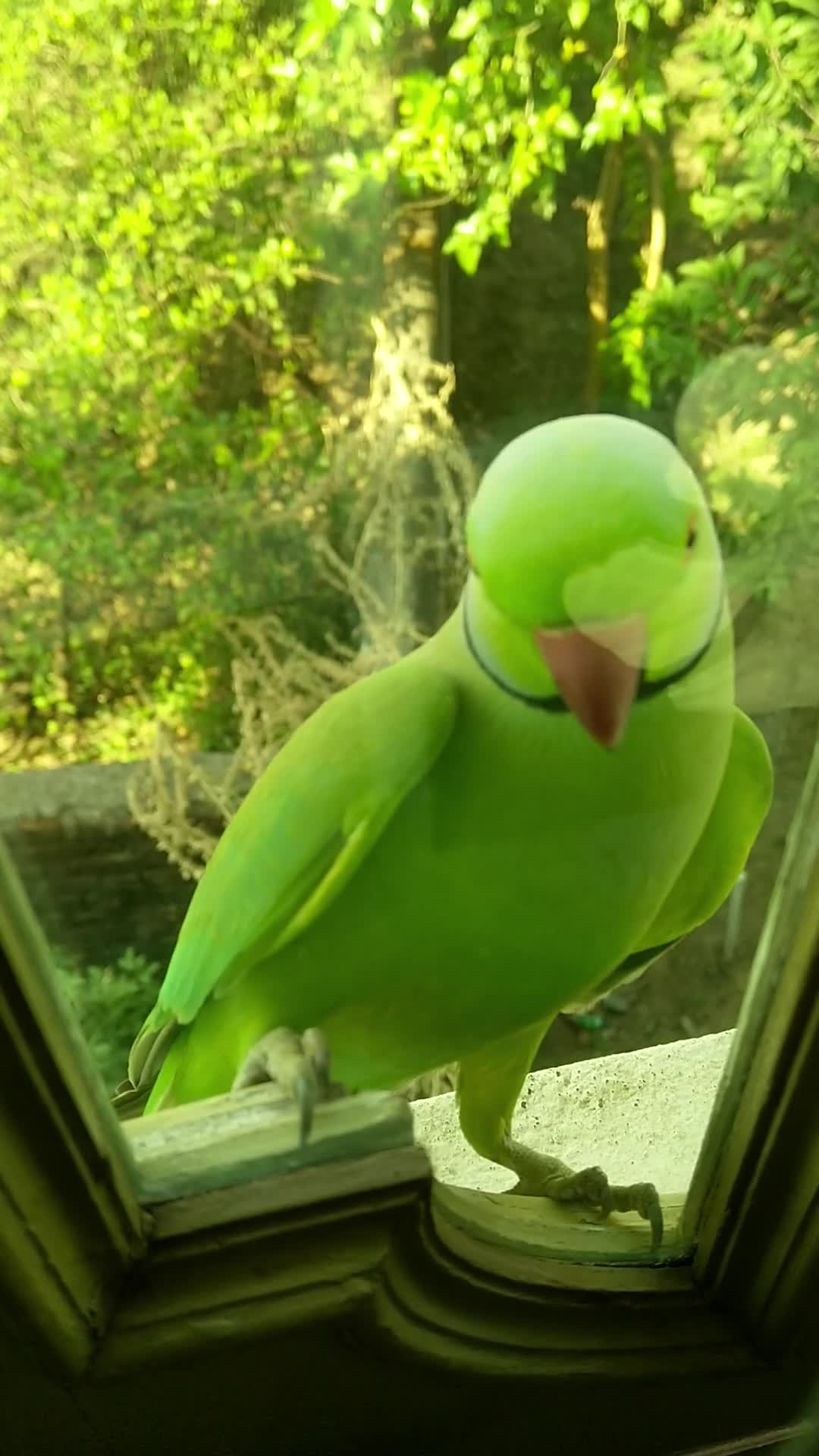 Parrot outside