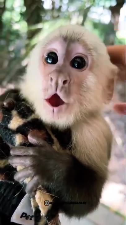 "Hilarious Talking Monkey Mimics Human Voice in Viral Video"