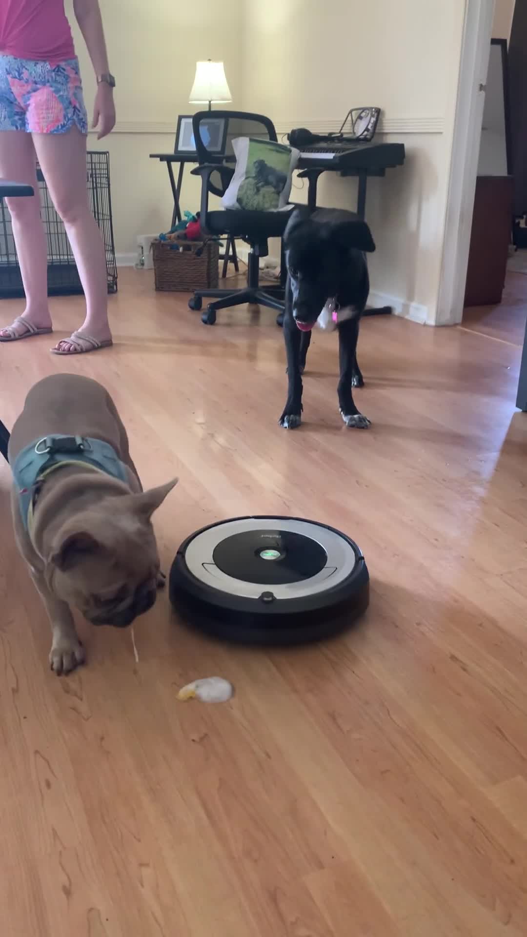 Dog Vomit Gets Instantly Scooped Up by Robot
