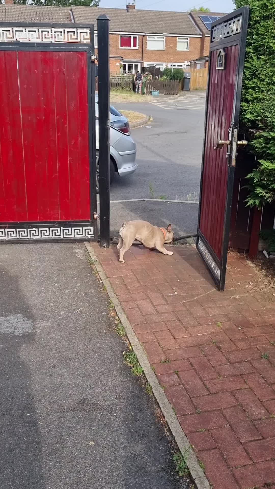 Frenchie Finds a Way to Fit Stick