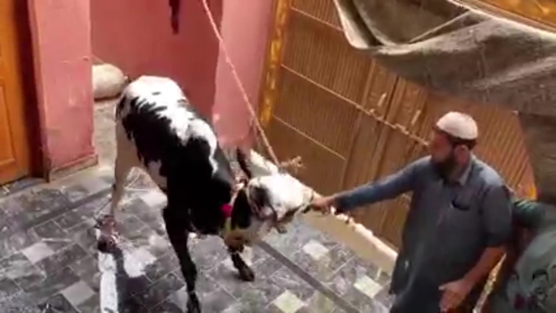 Dangerous Dhani Bull Qurbani | Angry Bull 2023