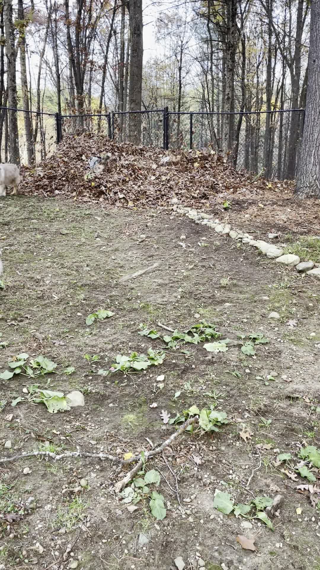 Dog Pack Plays in Giant Leaf Pile