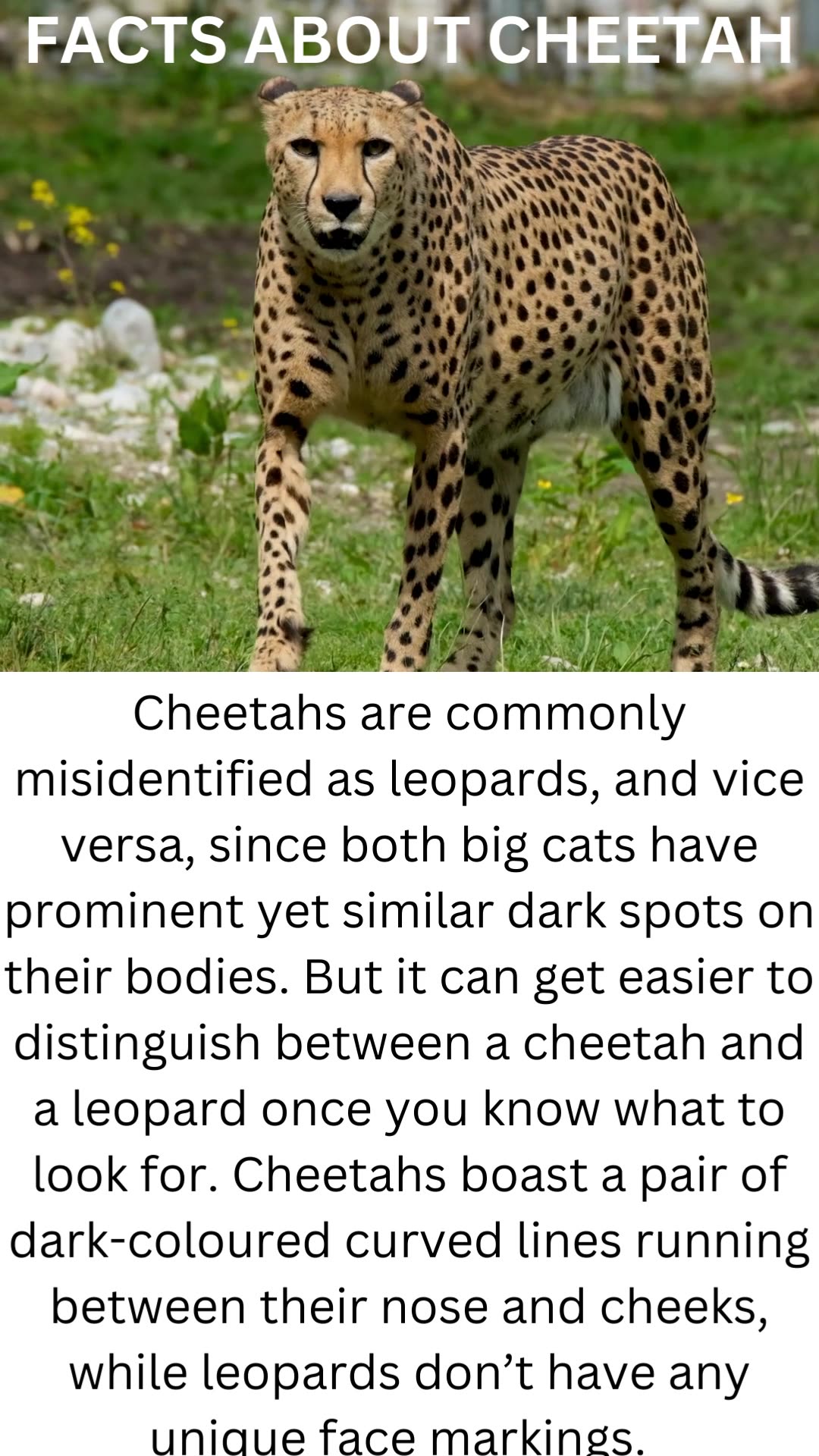 FACTS ABOUT CHEETAH