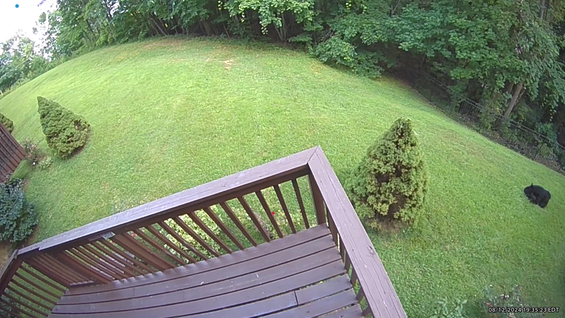 Black Bear Family Play In Gatlinburg Backyard