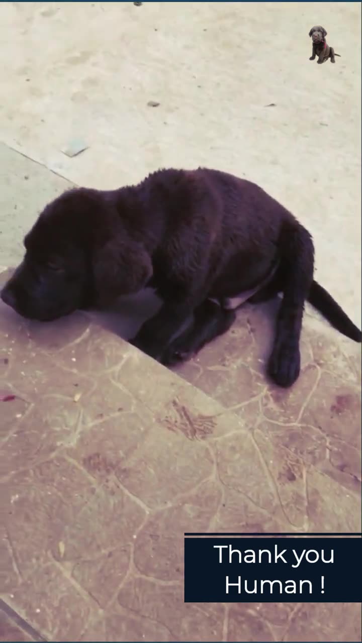 Knox the choco lab bath experience : Discover what made it cute # ...