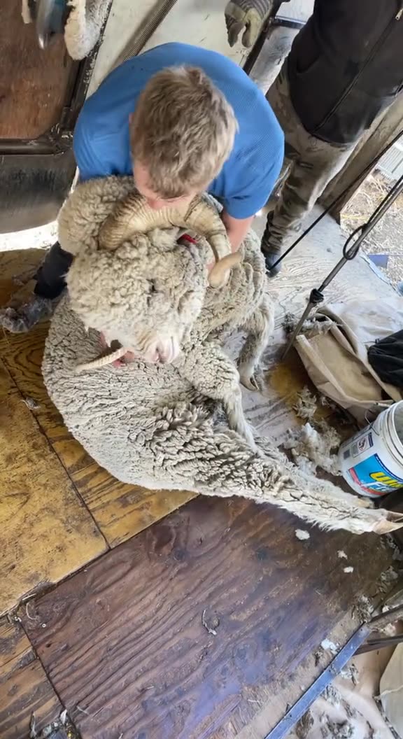 Big Beautiful Wool Blind Rambouillet Ram