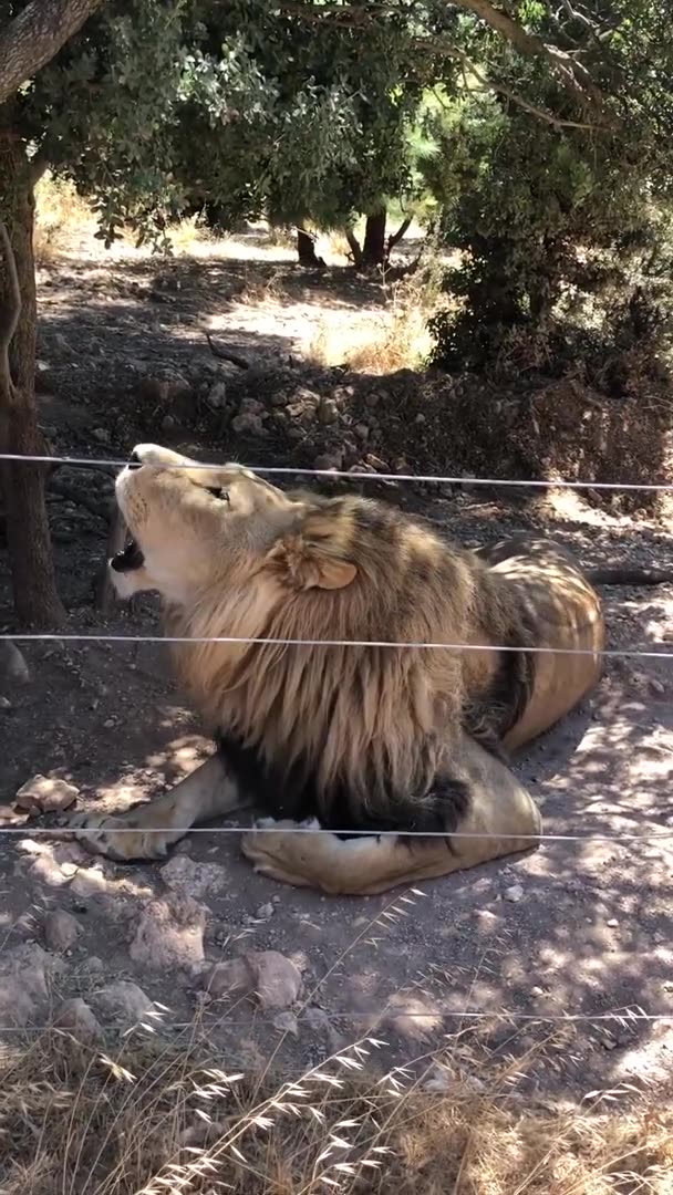 Lion Roaring | Lion Sound