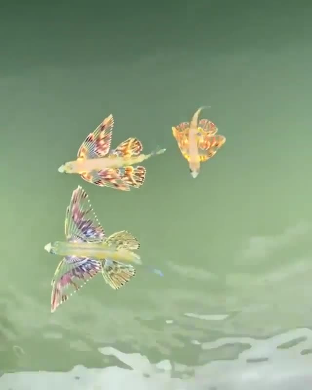 How beautiful are these baby flying fish