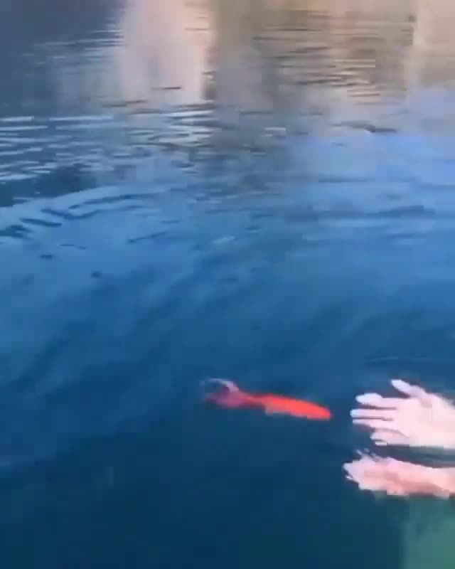 This is a beautiful and charming water-dwelling species