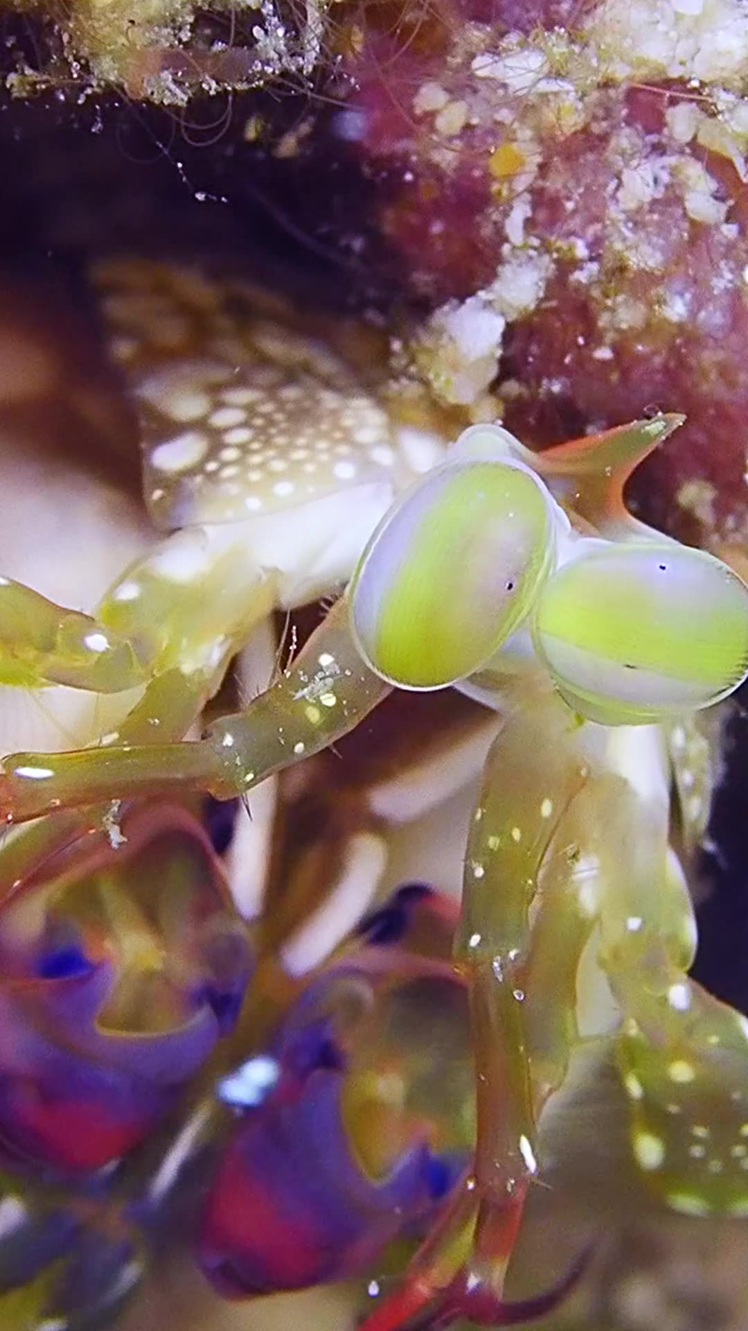 Alien-Looking Shrimp