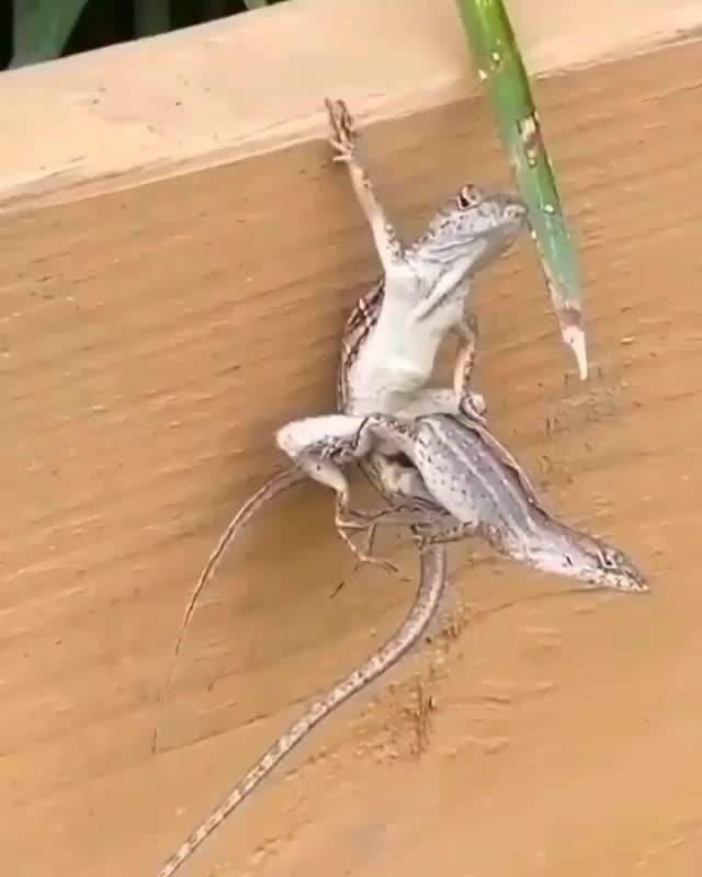 This is a beautiful and charming water-dwelling species
