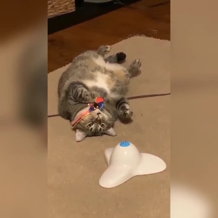 The Funniest Cat Videos You'll Ever See Will Make You Laugh Nonstop