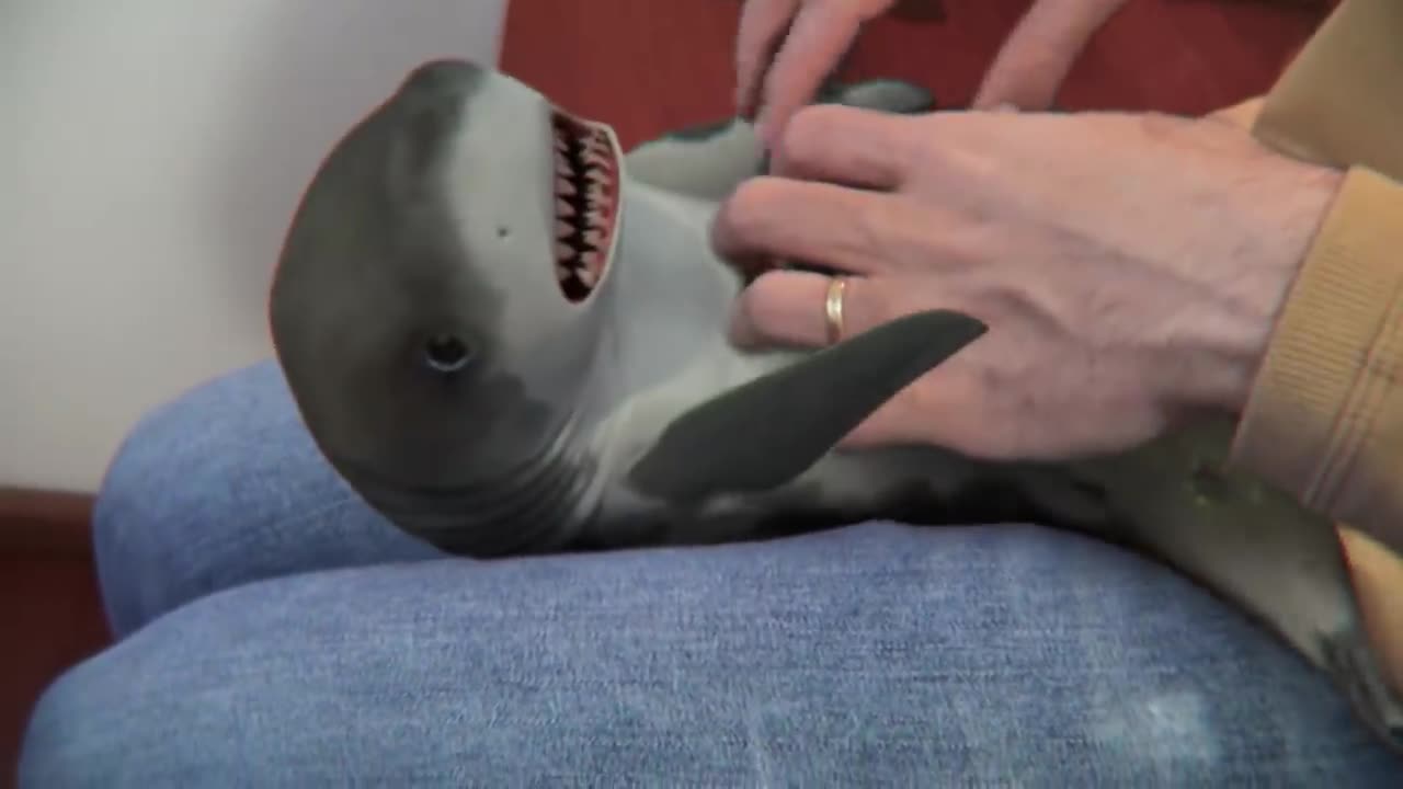 surprised baby shark playing with human