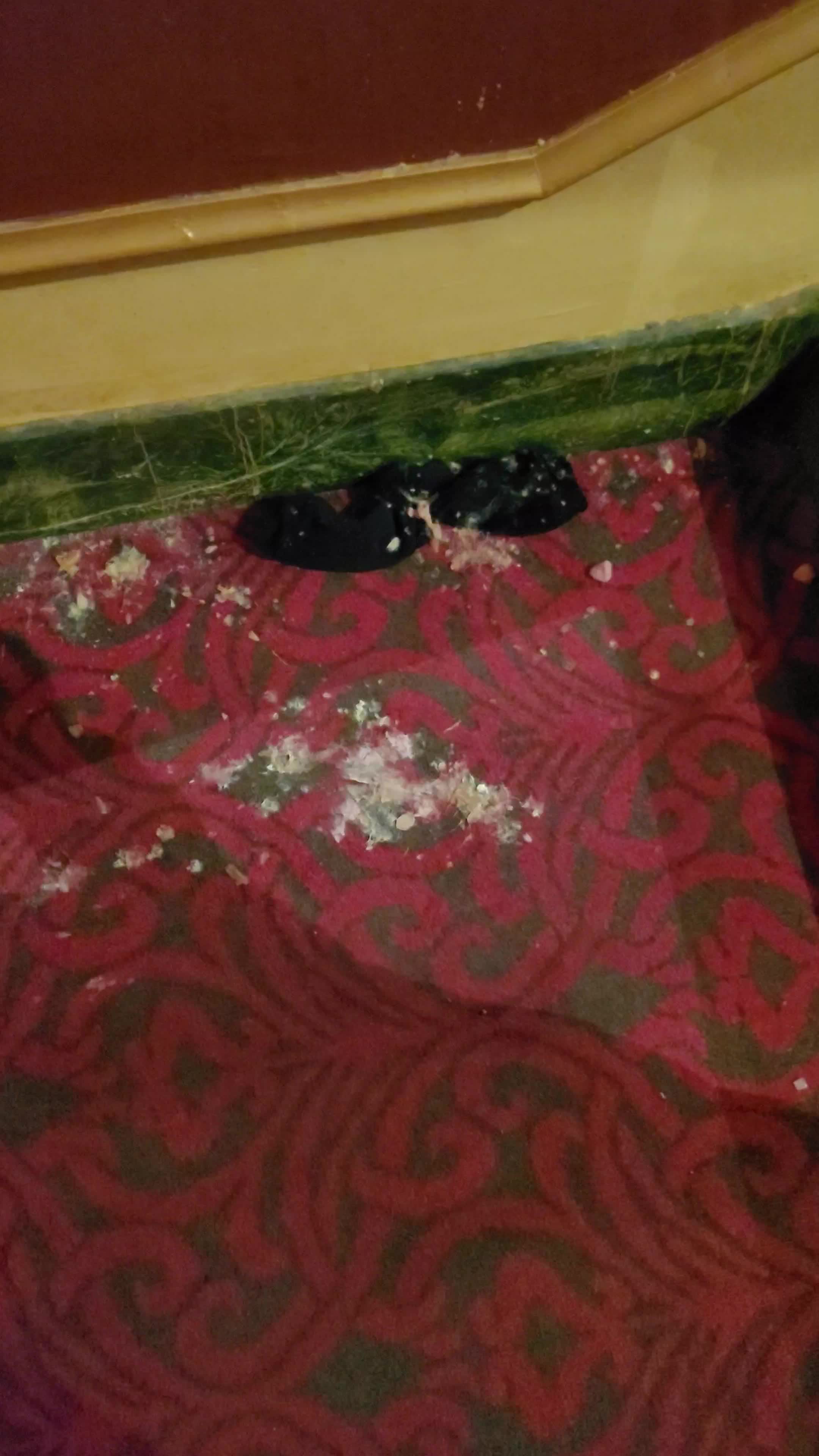 What is it? Gross content