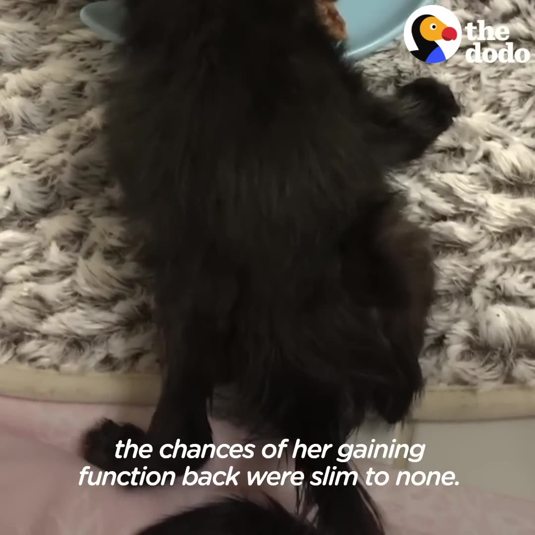 Paralyzed Kitten Is Sassiest Cat Her Foster Mom's Ever Seen - RAVEN ...