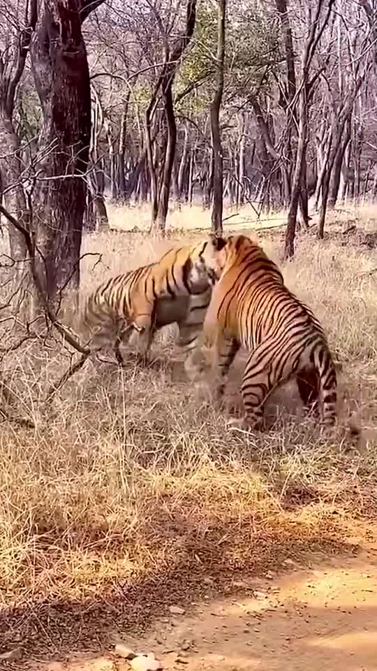 Why big cats fights…….jealousy or territory invasion……watch this ...