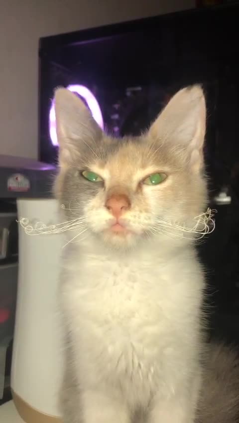 Kitten's Whiskers Look Like a Fancy Mustache