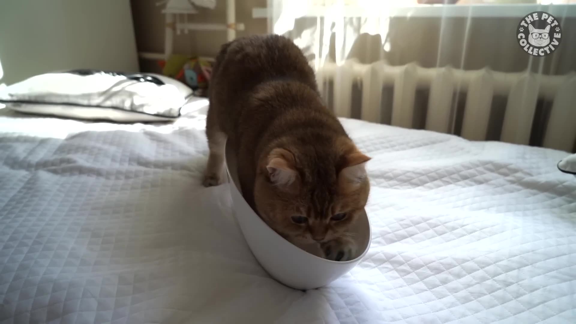 Try Not To Laugh - Funny Pet Video Compilation - The Pet Collective