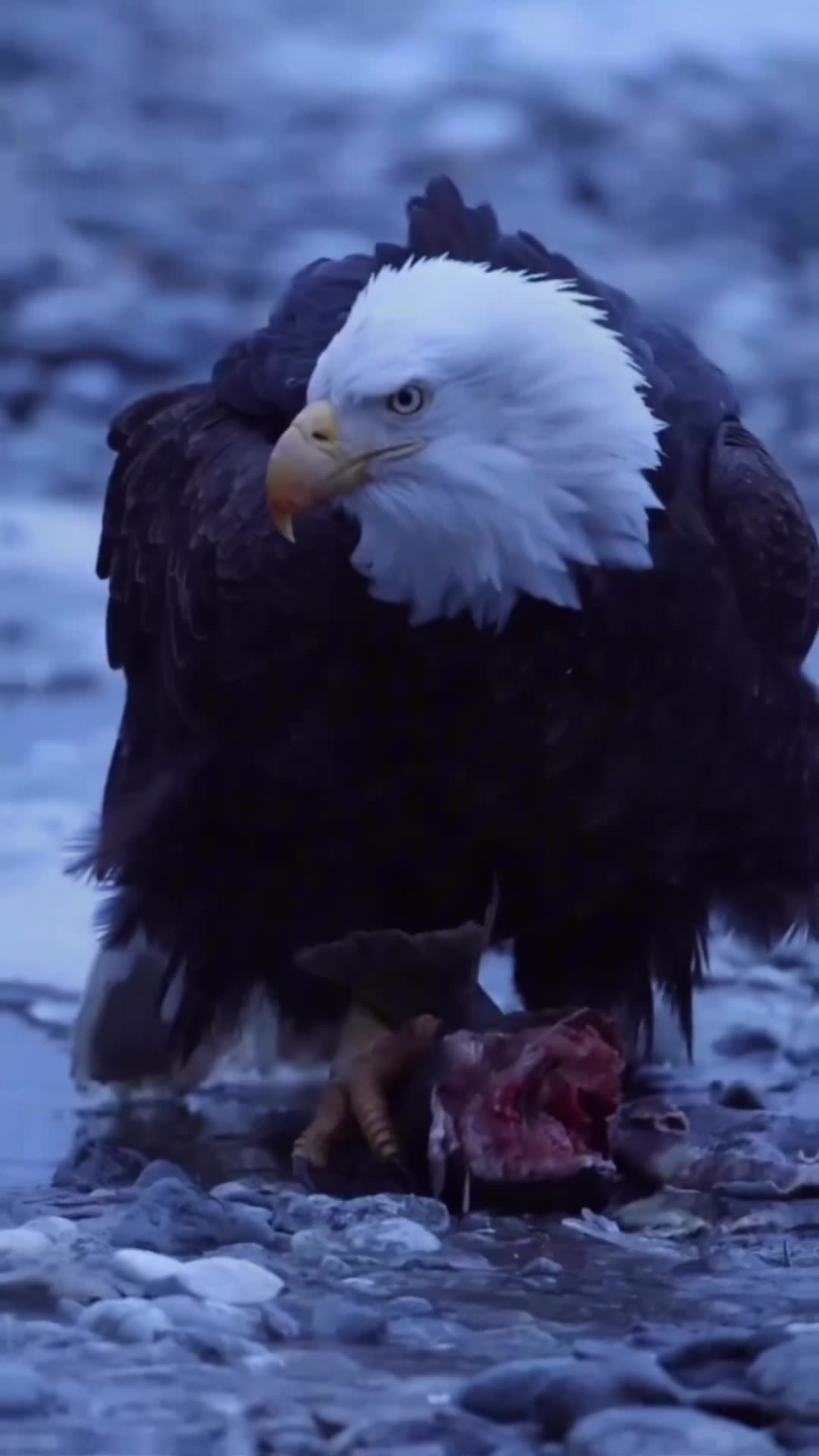 Stunning compilation of eagle moments