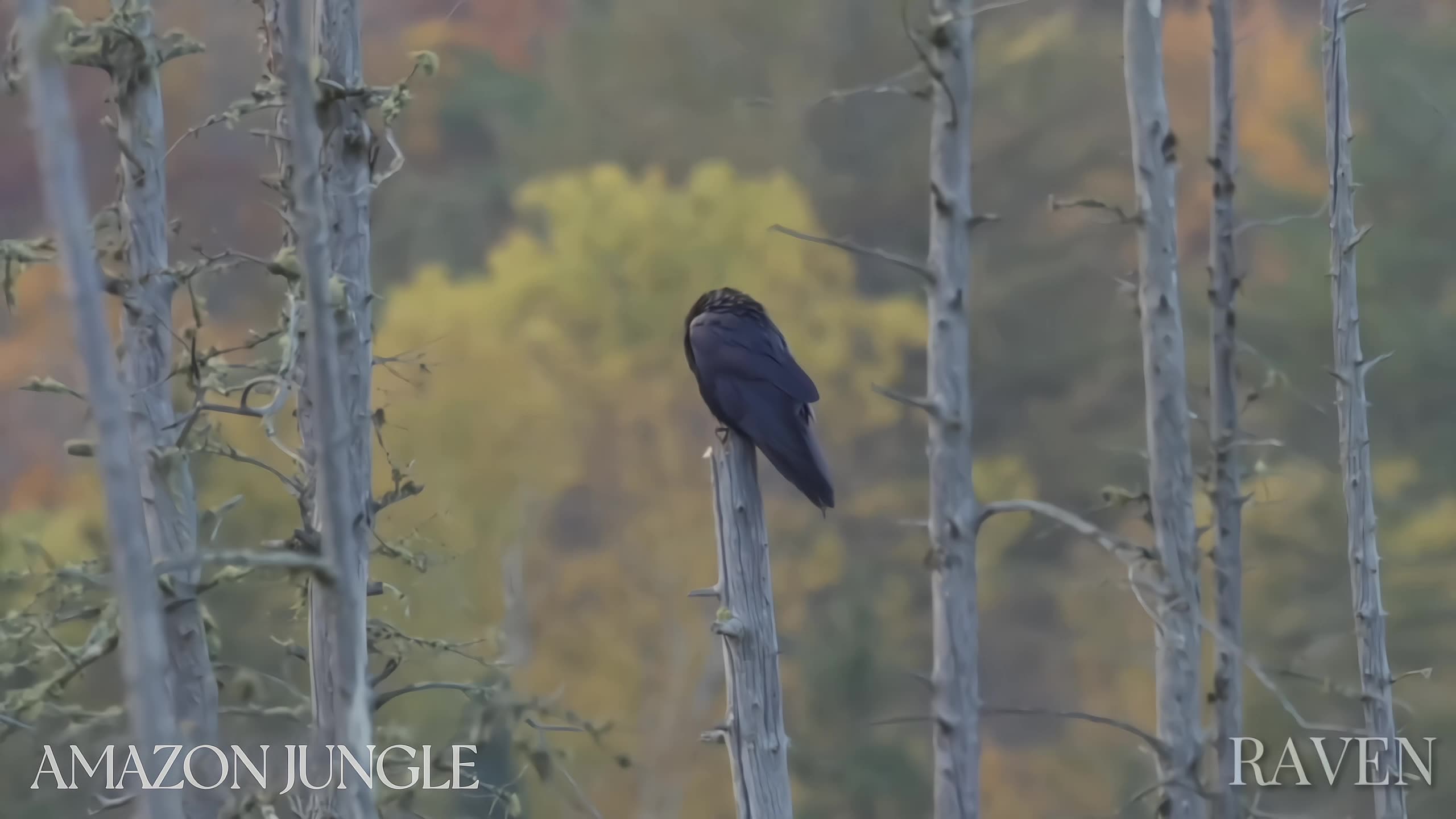 Raven: The Mysterious Bird of the Amazon Jungle 🐦‍⬛🐦‍⬛🐦‍⬛