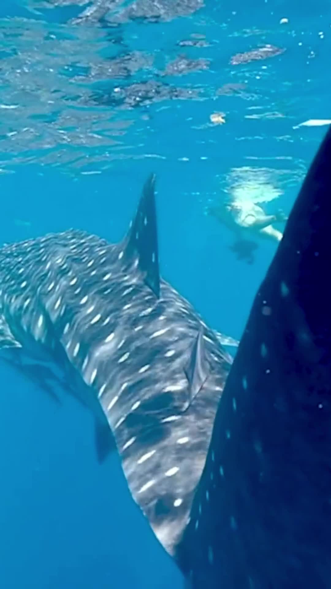 Longest fish in underwater