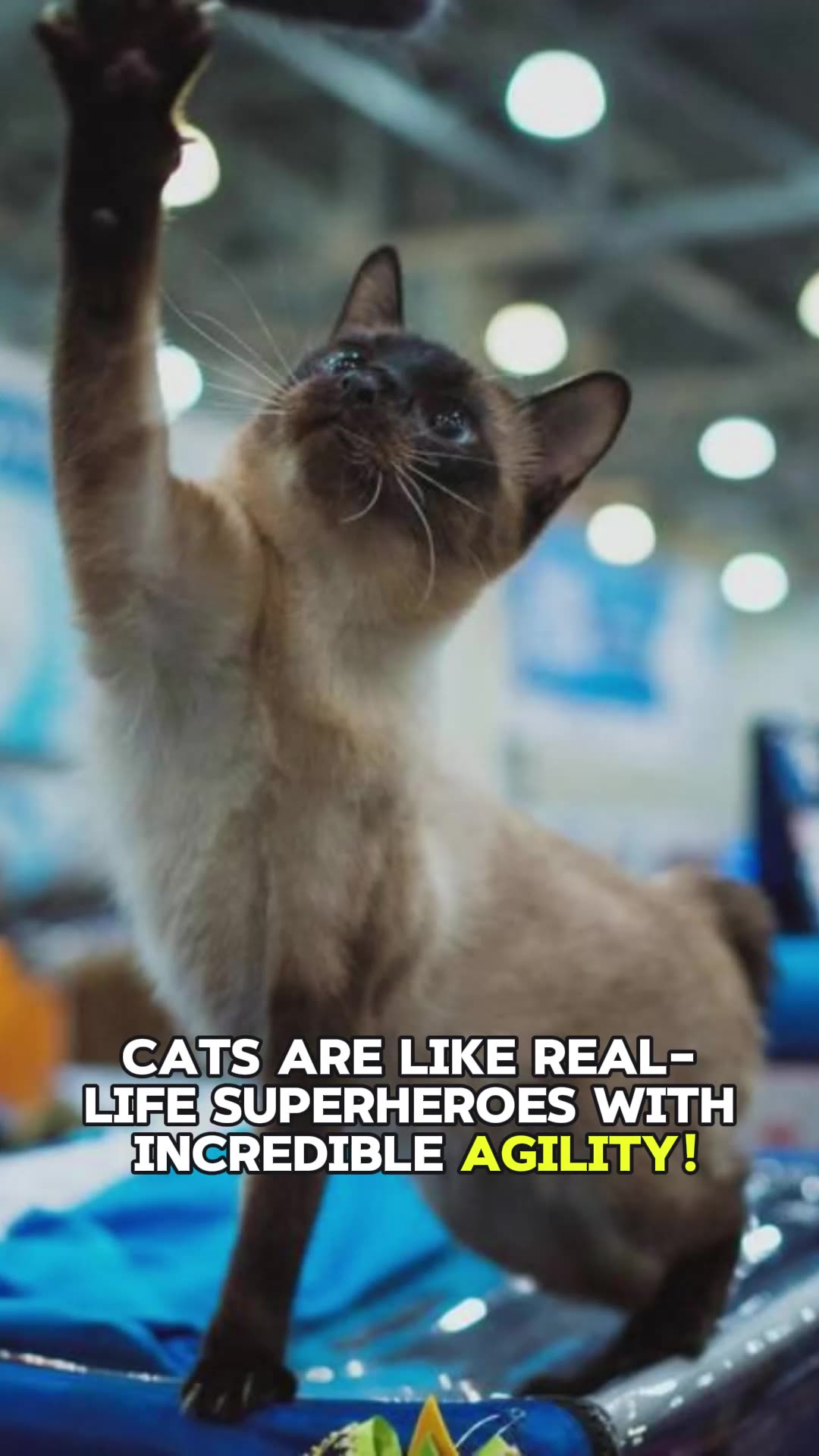 4 Mysterious Facts About Cats