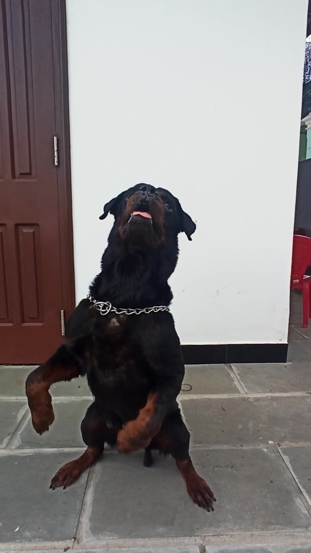 FUNNY ROTTWEILER ASKED DELICIOUS