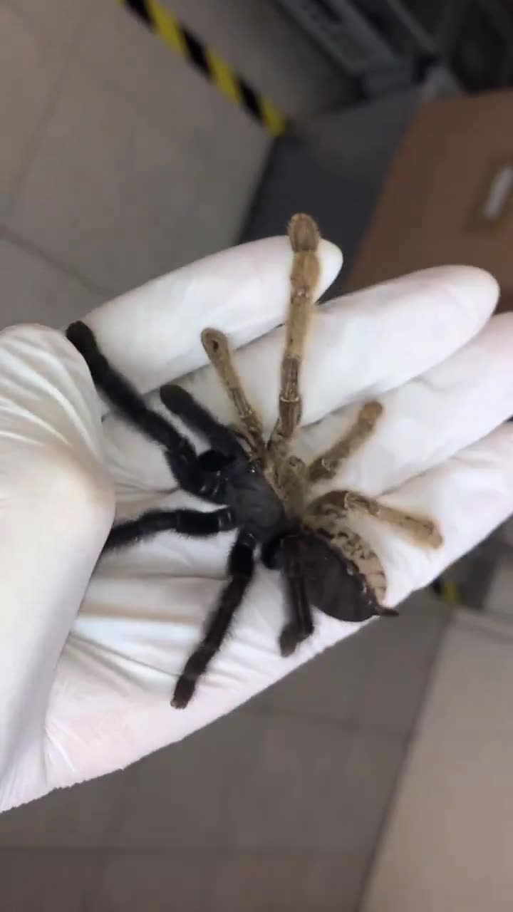 The rarest tarantula in the world Lampropelma nigerrimum a chimera or ...
