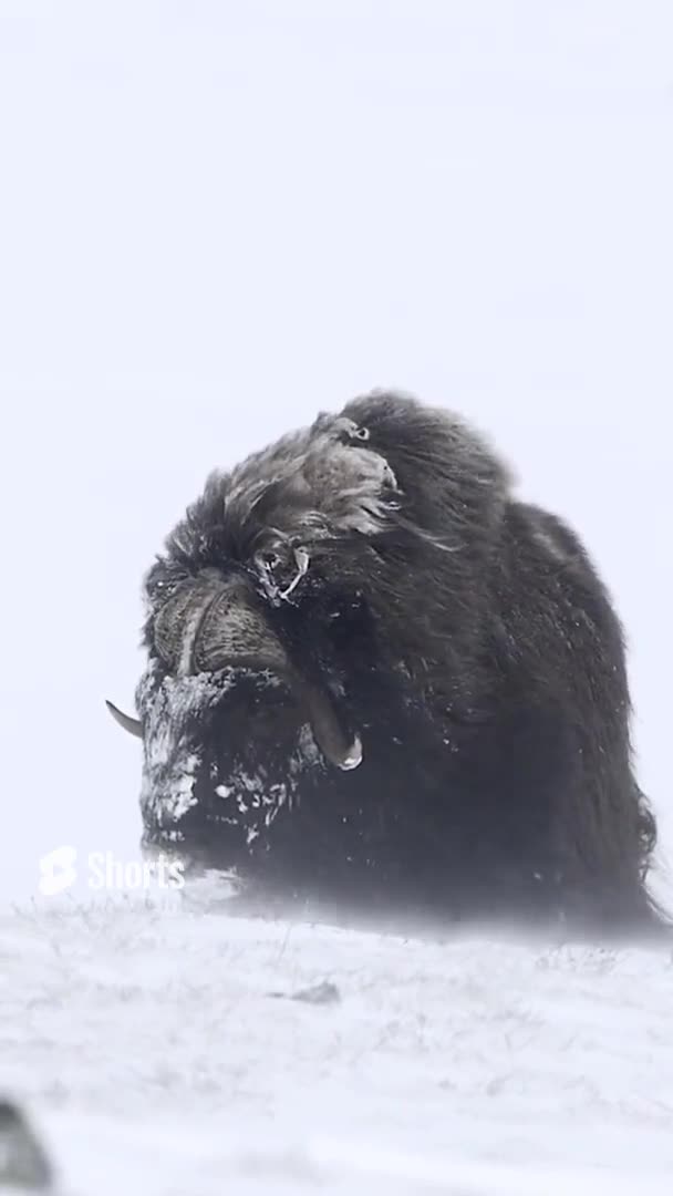 Amaizing Musk Ox Wool is Eight Times Warmer than Regular Sheep Wool ...
