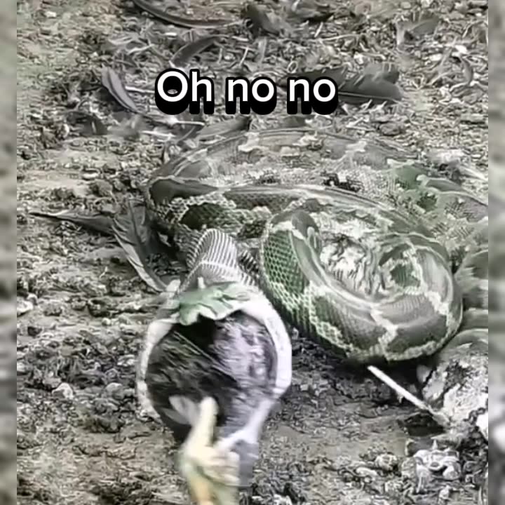 Understanding Python Regurgitation: The Digestive Process Explained"