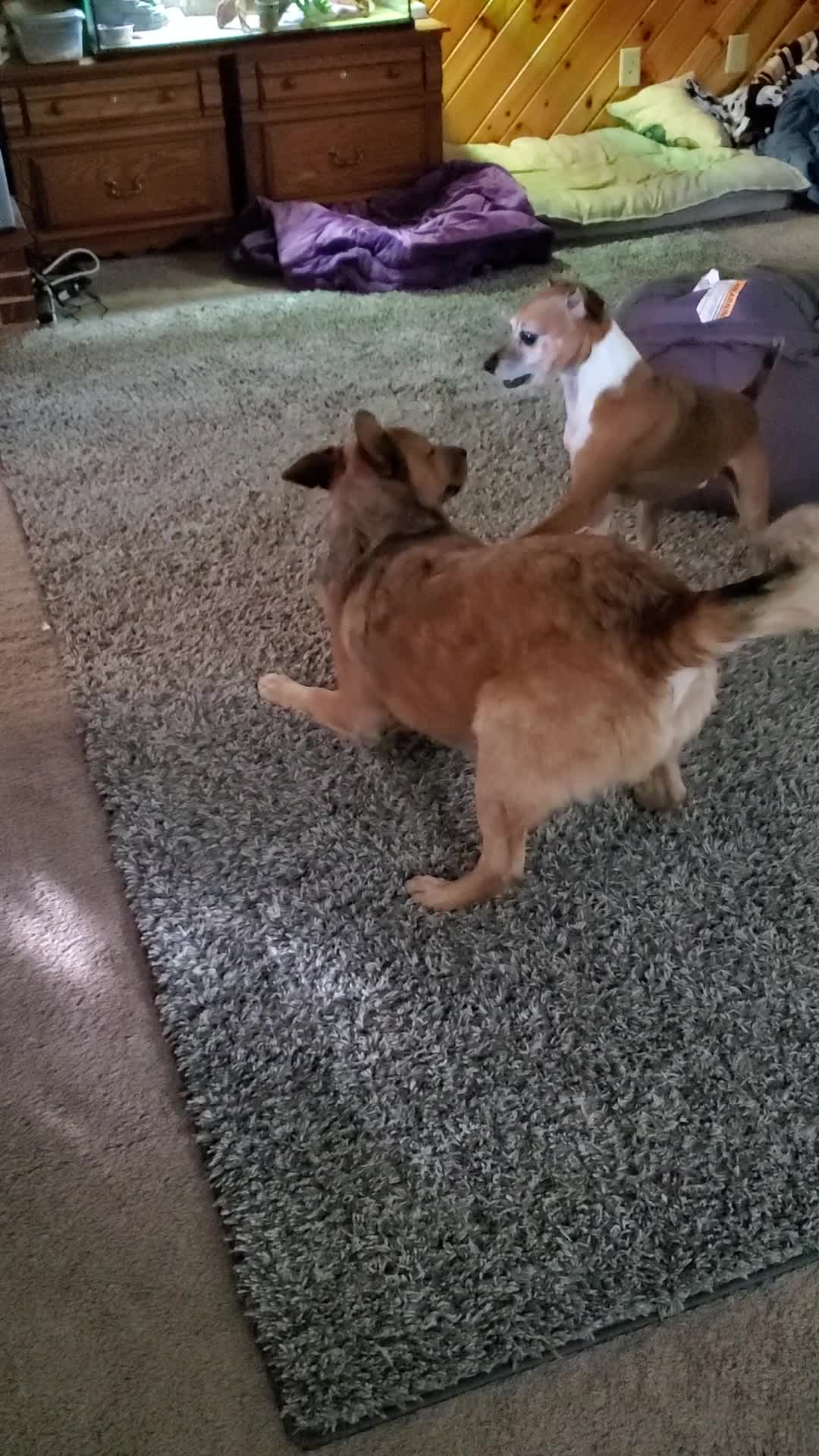 These two dogs have a unique way of playing