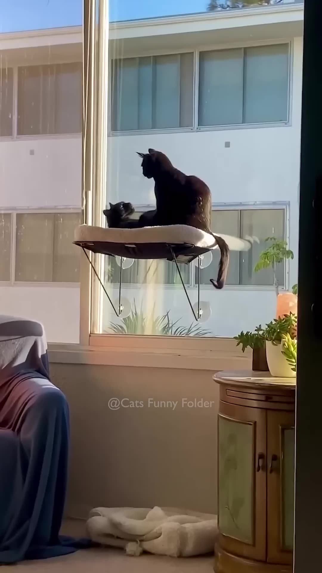 Wicked Cat Shoots: Feline Sniper Caught on Camera! 😱