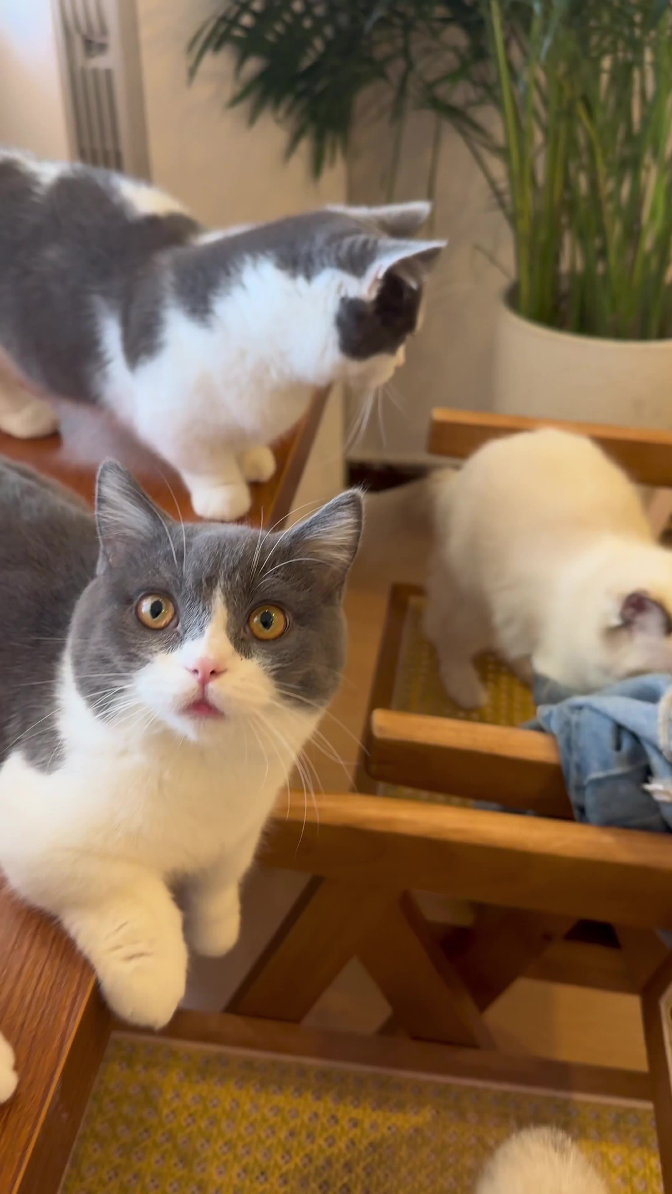 Warning: Too much cuteness in one place! 😹 ️