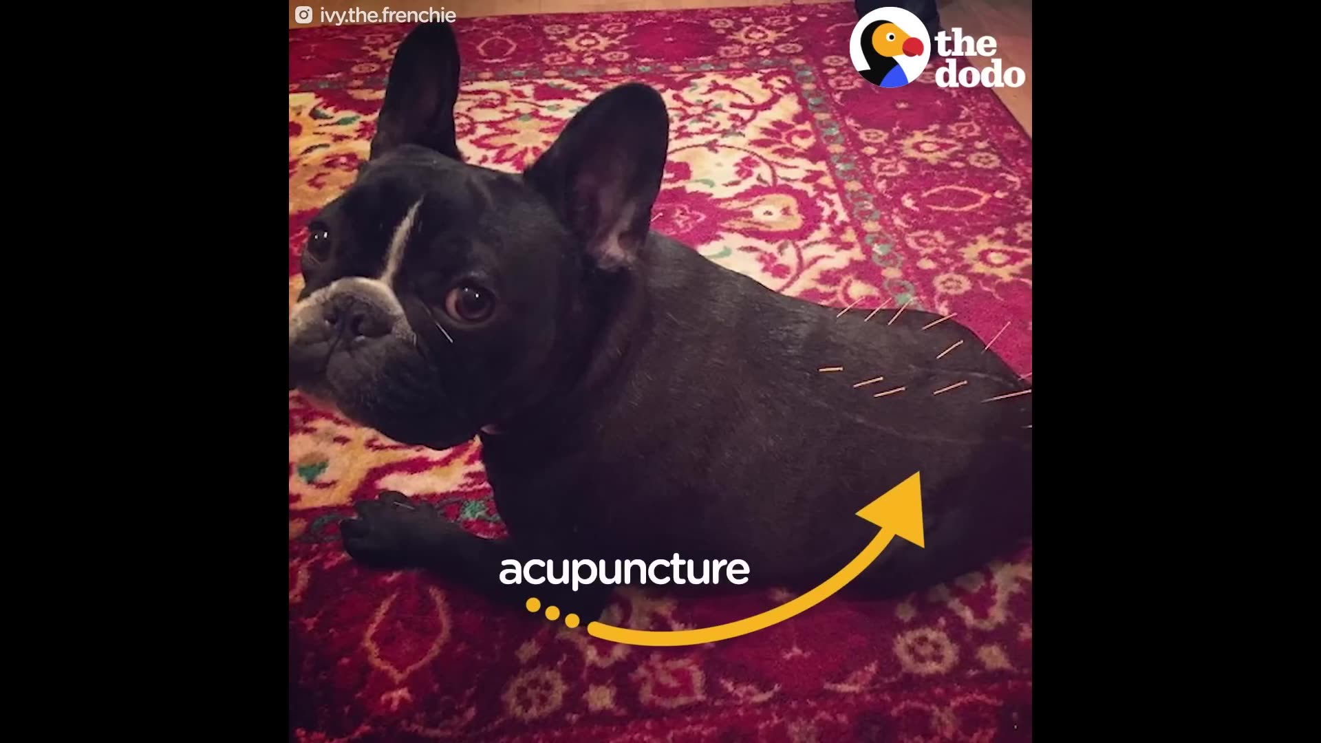Paralyzed French Bulldog Is Still A Big Goofball + Animals With The ...